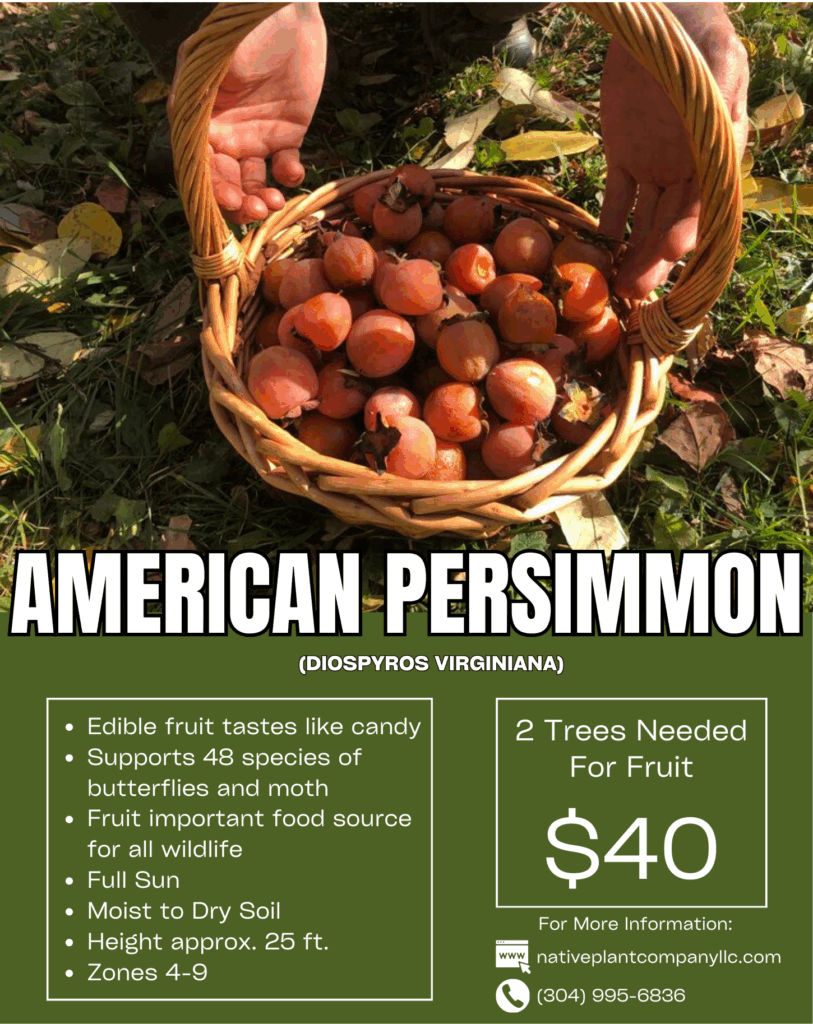 American Persimmon - Native Plant Company LLC